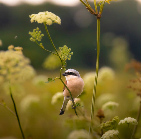 Shot on Canon EOS R5 Mark II by Mark Ulman | 500px
