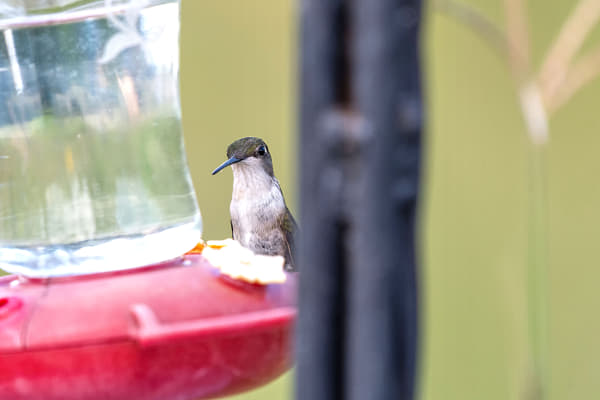 Close-up of a Ruby-throated Hummingbird perching on a feeder by Robert ...