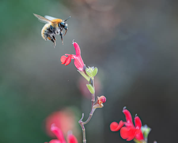 Attraction by frederic gombert | 500px
