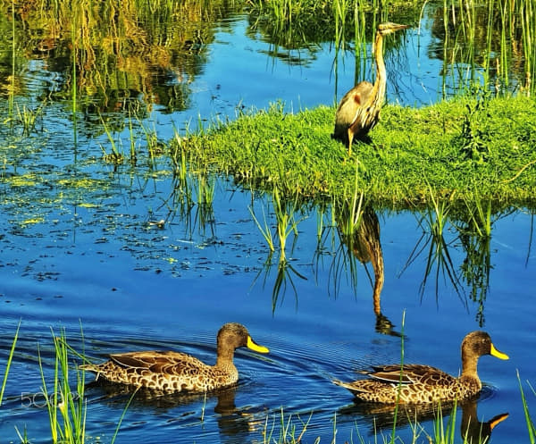 IMG_6840. Wetland nature reflections. by Terry Wells | 500px