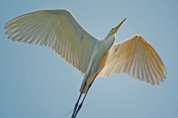 Low angle view of bird flying against clear sky by Hisao Yamaguchi | 500px