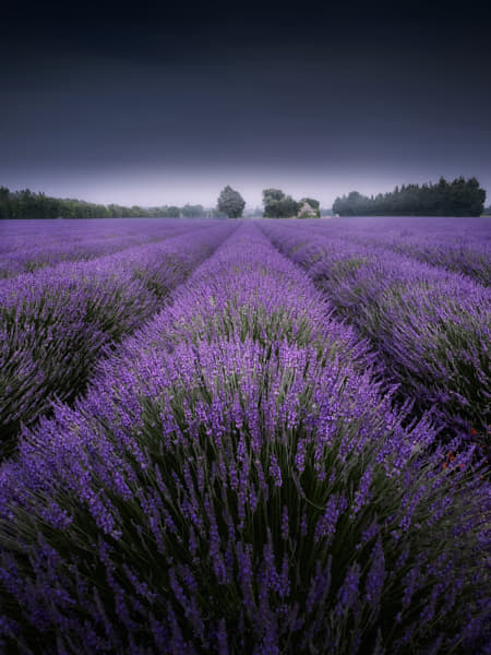 Lavender by Samuel | 500px