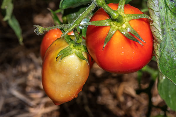 Close-up of tomatoes growing on plant by Robert Kramer | 500px