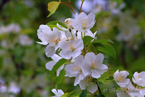 Apple tree in bloom by Irina Falina | 500px
