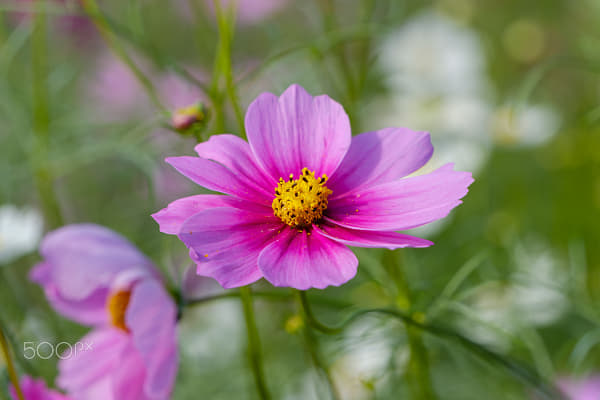 Vibrant Pink Cosmos Flower in Full Bloom by Kazutaka | 500px