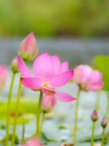 Shot on Canon EOS R5 Mark II by Mark Ulman | 500px