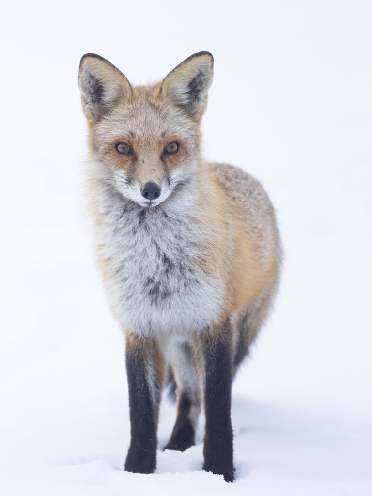 Fox in snow portrait by Carl Monopoli | 500px