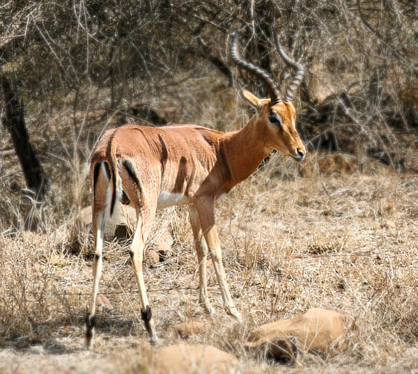 Impala buck by Gerrit van Rooyen | 500px