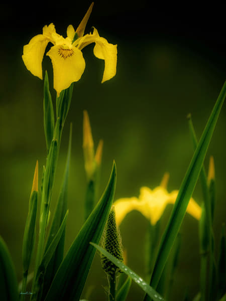 Swamp Iris/ yellow Iris. by Awan Riekerk | 500px