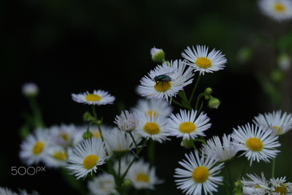 Einjähriges Berufskraut - Annual fleabane by Angela Schmidt ♡ | 500px