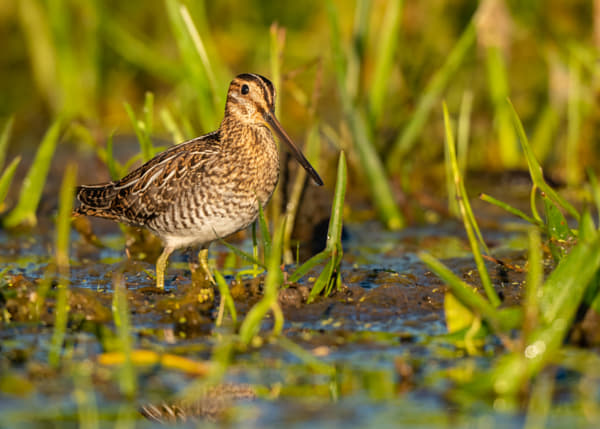 Snipe hunt by David White | 500px