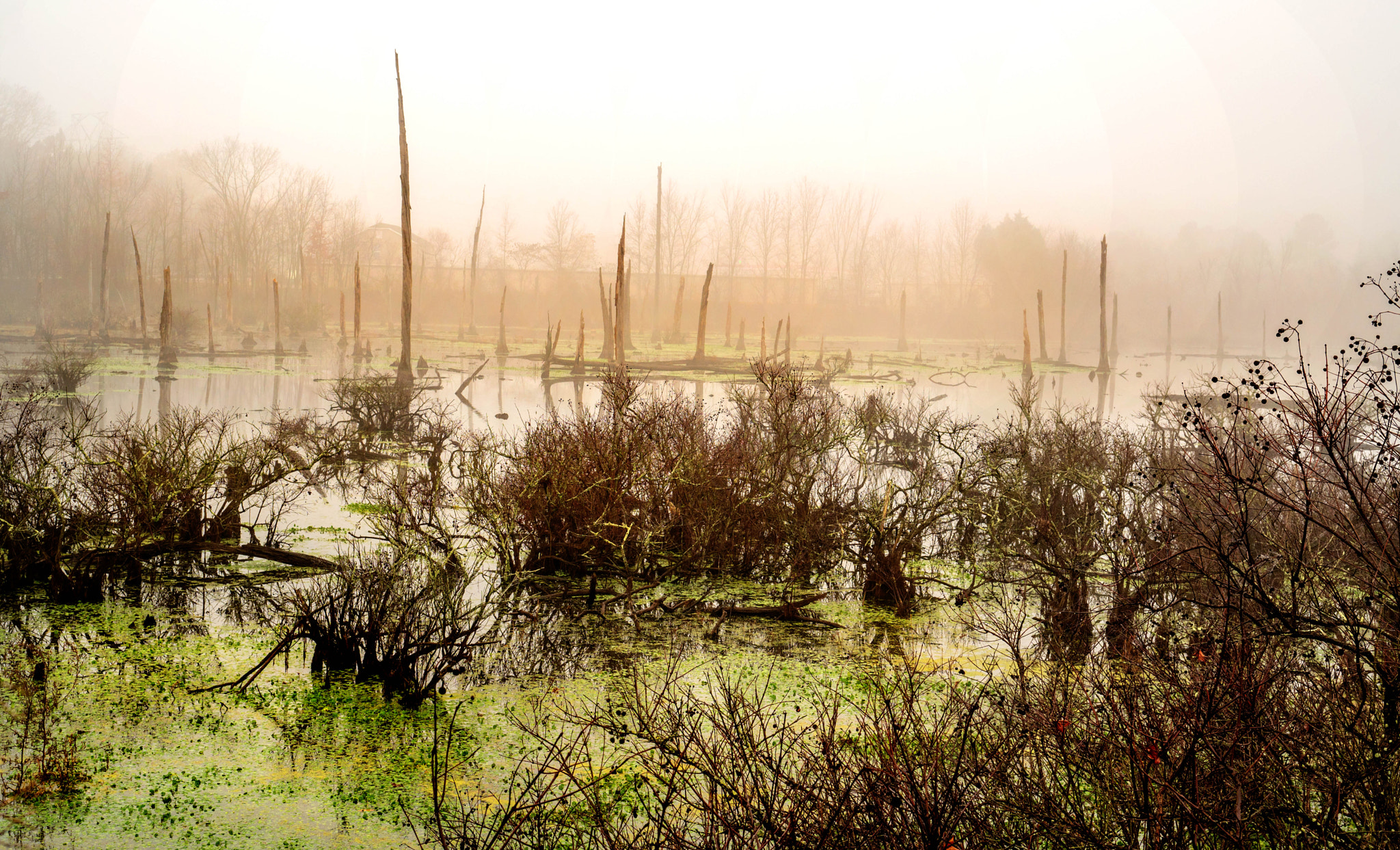 Green Silence by Scott Vrana | 500px