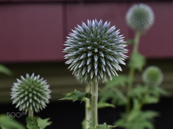Prickly Situation by Patrick Smith | 500px
