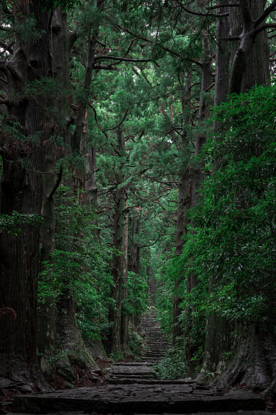 Trees growing in forest of Daimon-saka Pilgram Route towards Kumano ...