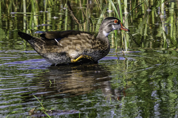 Wood Duck in eclipse plumage by John Martyny | 500px