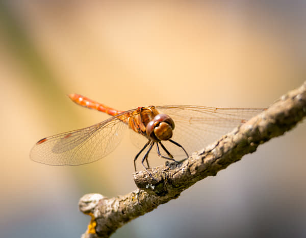 Shot on Canon EOS R5 Mark II by Mark Ulman | 500px