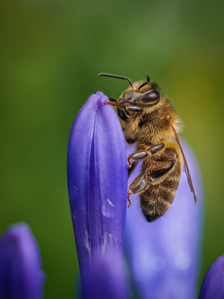 The Bee by Stephen Stringer CPAGB | 500px