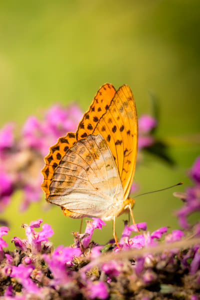 Shot on Canon EOS R5 Mark II by Mark Ulman | 500px