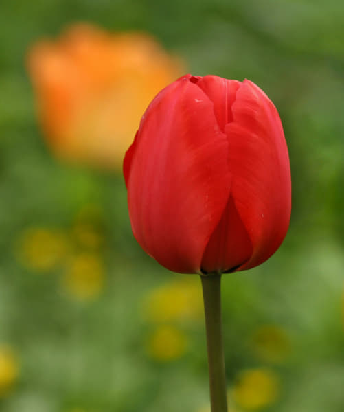 Tulip by Dmitry R | 500px