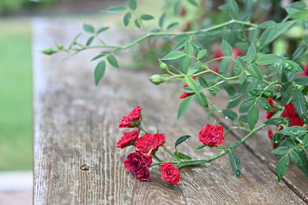 Mini rose vines resting on a bench by Tom Skogen | 500px