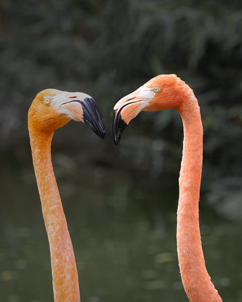 The Flamingos by Stephen Stringer CPAGB | 500px