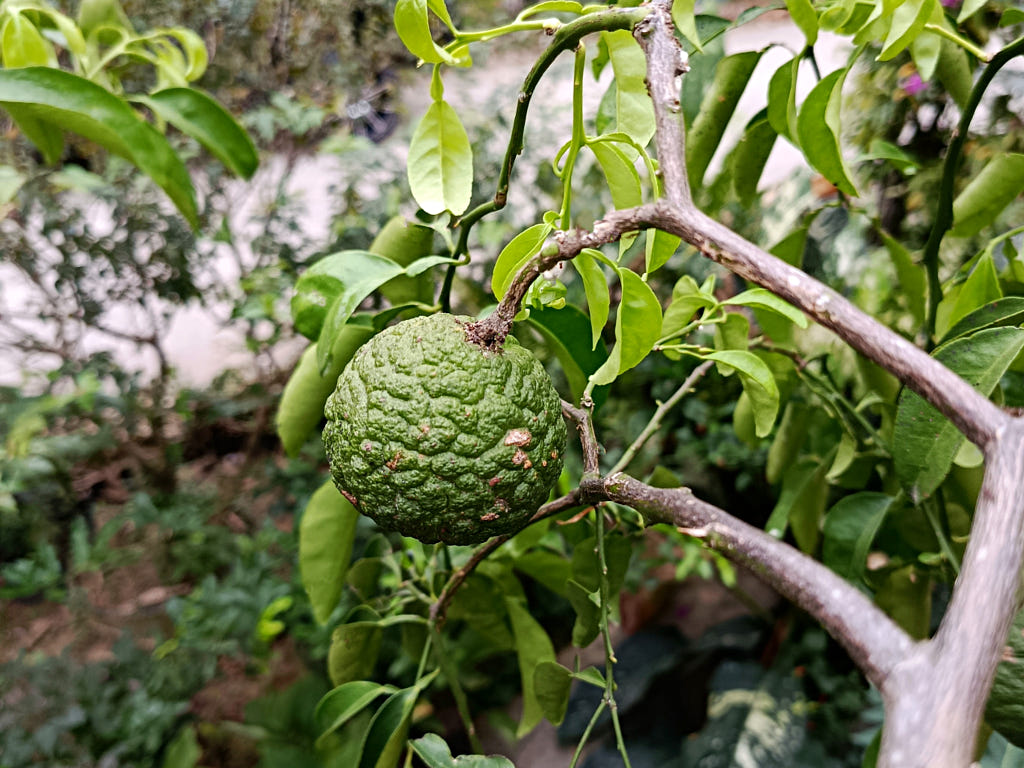 Citrus Jambhiri (Jeruk Kuit) Photo Collection by Singgiyanto Halim | 500px