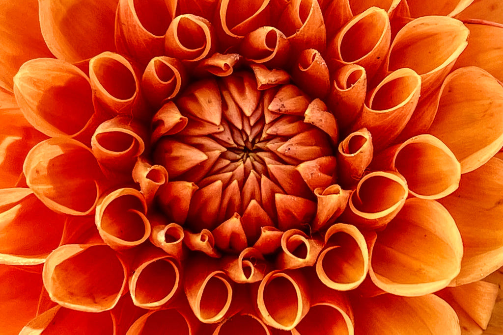 Honey! How do you like my new evening dress? by Sven Rok | 500px