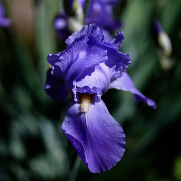 Iris by Jean-Luc Girard | 500px