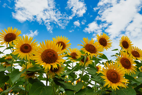 sunflower by shoji uno | 500px