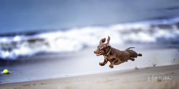 Hola soy Choc by Marta Natacha moreno | 500px