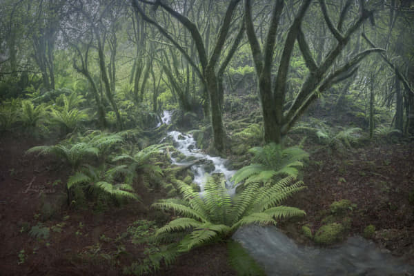 Ferns of the Cloud Forest by Luis Lyons | 500px