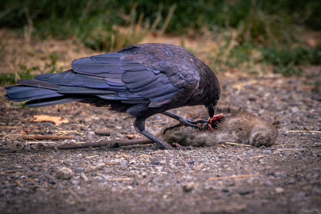 beachgirls by Alex Heitz | 500px