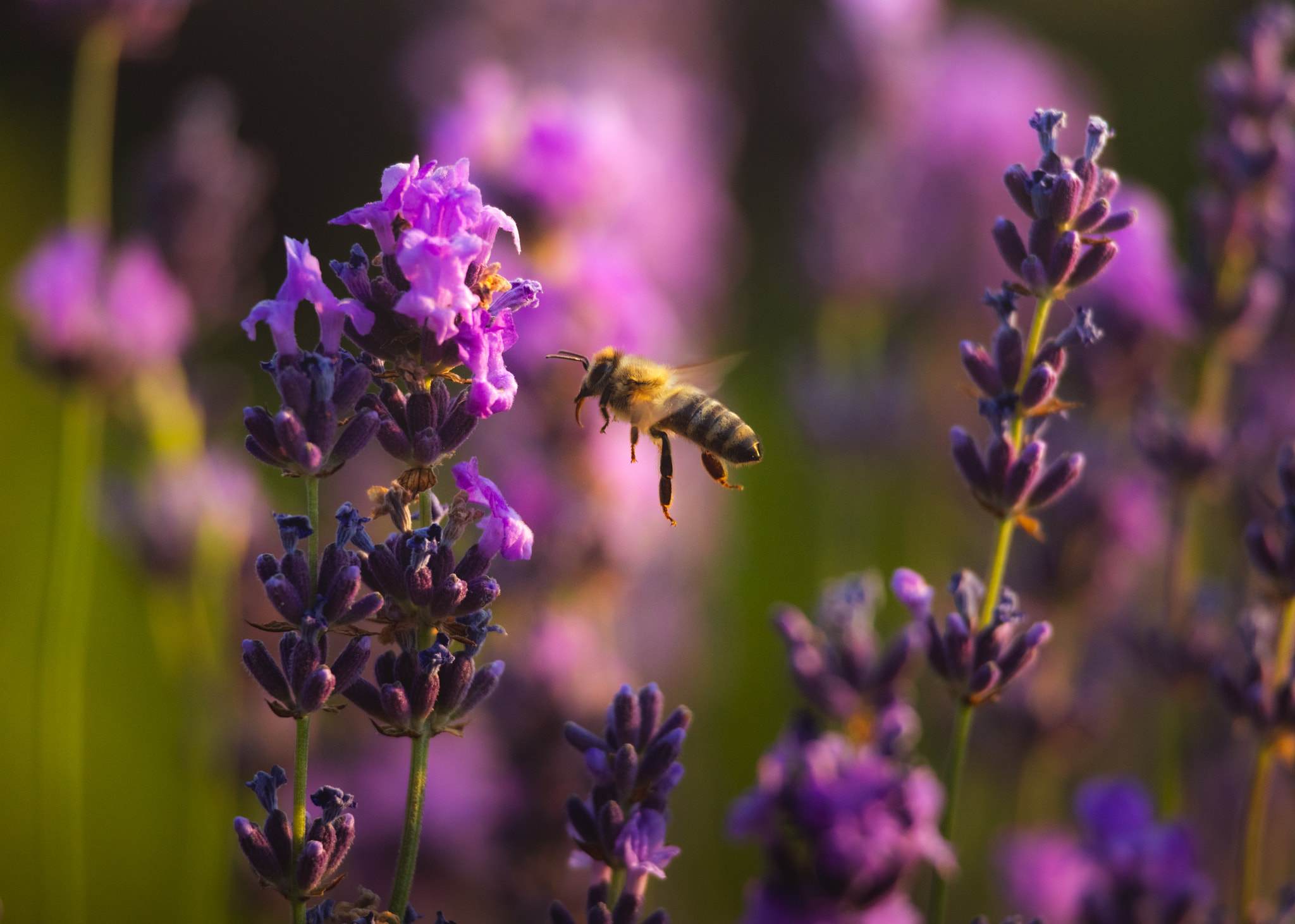 Shot on Canon EOS R5 Mark II by Mark Ulman | 500px