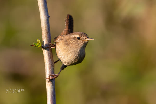 The wren by Björn Reibert | 500px