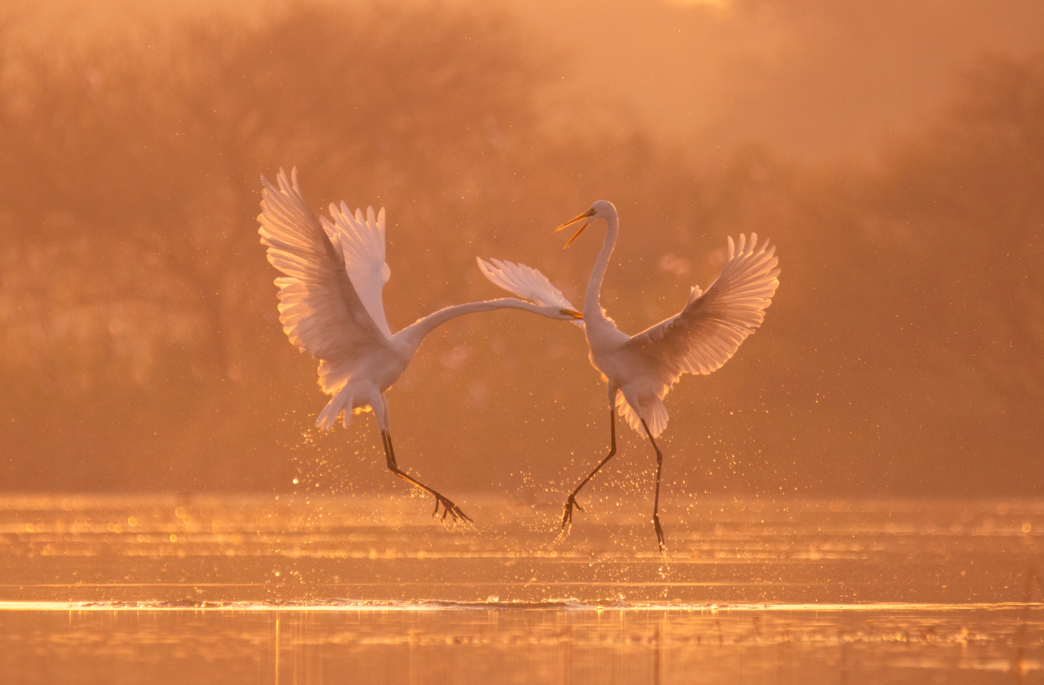 Great Egret Combat by Yash Darji | 500px