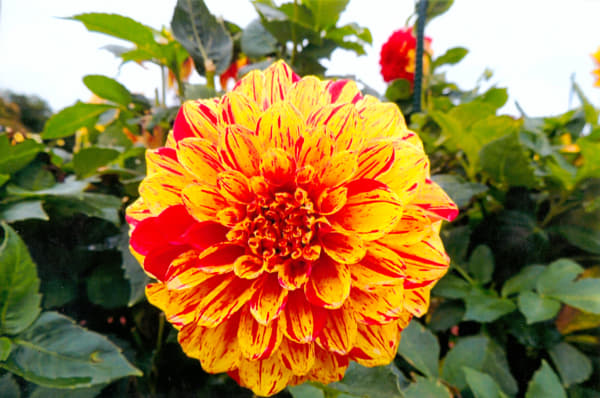 YellowandRedDahliafromElizabethPark by Jonathan Failla | 500px