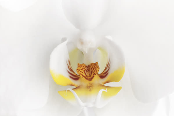 Orchid 7 by Barry Barclay | 500px