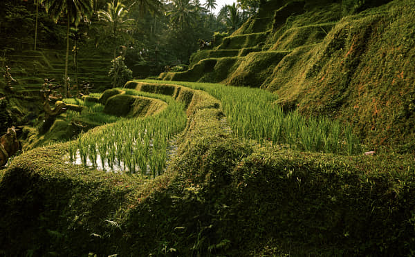 Alas harum rice field -Ubud/Bali by Orhan Yalcin | 500px