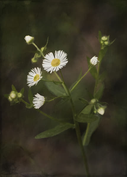 Common Fleabane by Stephan Banakas | 500px