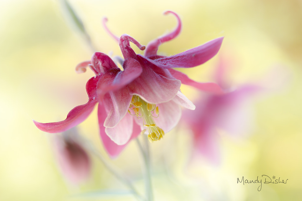C o l u m b i n e by Mandy Disher / 500px