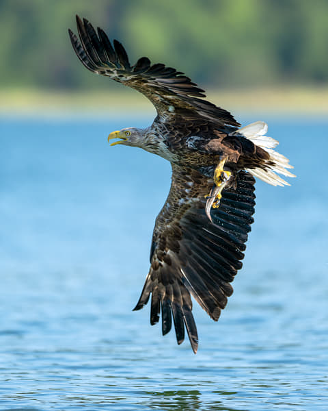 With fish under the claws by Ruzhdi Ibrahimi | 500px
