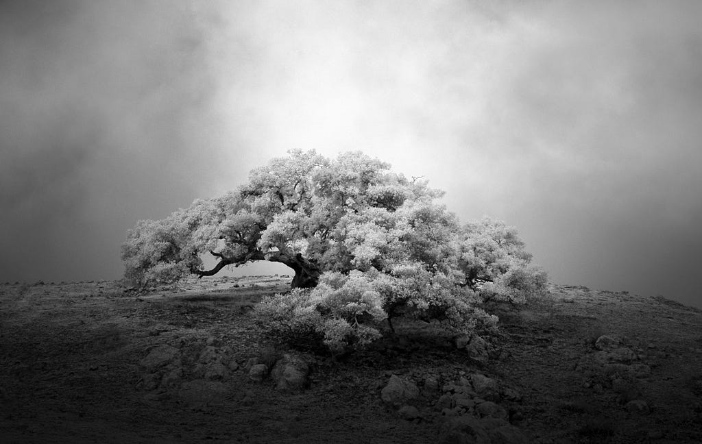 Close-up of fruit hanging on brick wall by Singgiyanto Halim | 500px