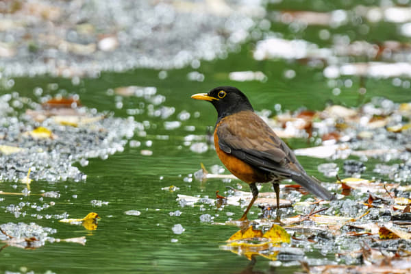 Turdus celaenops by masao sekine | 500px