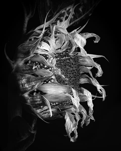 The Sunflower by Stephen Stringer CPAGB | 500px