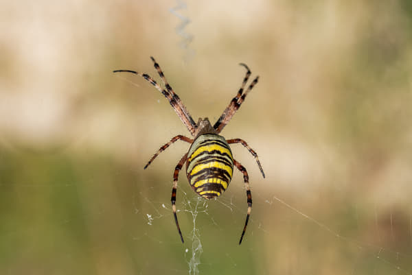 As if weightless in space, the wasp spider floats in its web by Peter ...