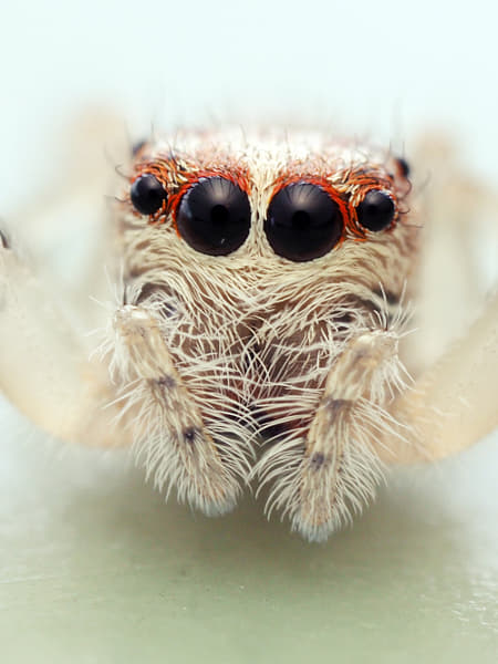Head Shot by Tom Musson | 500px