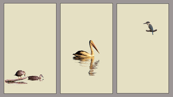 Triptych Australian Native Birds 25_01 by Trefor Ellacott | 500px