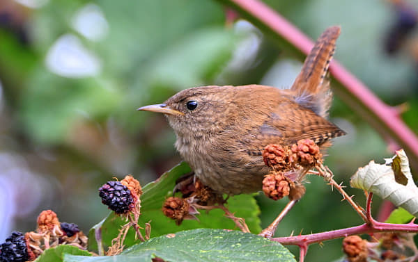 Wren on hunt... by A. Amerikali | 500px