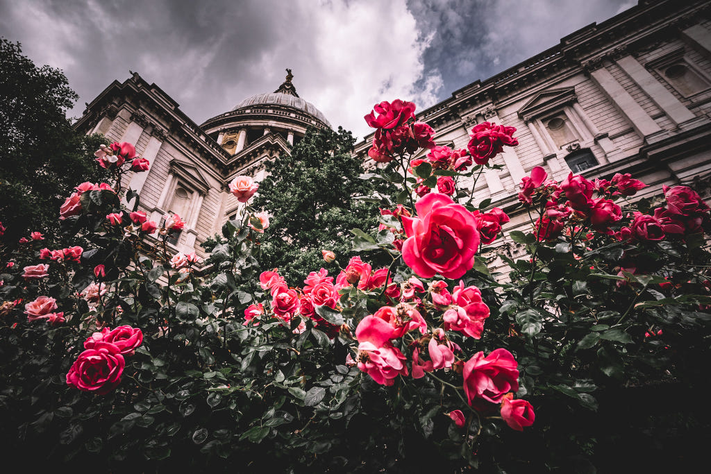 STREET PICKS-"ONE MORE TREE" by Jorge Dorantes Gonzalez | 500px