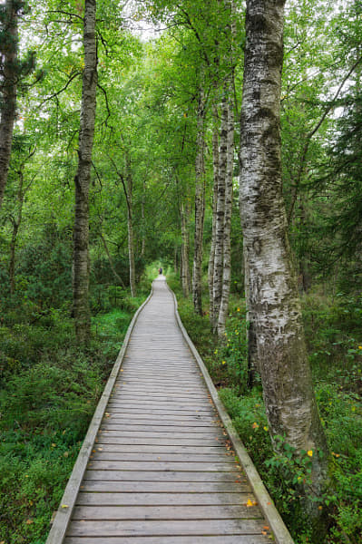 wodden path through the forest by Andreas Streich | 500px
